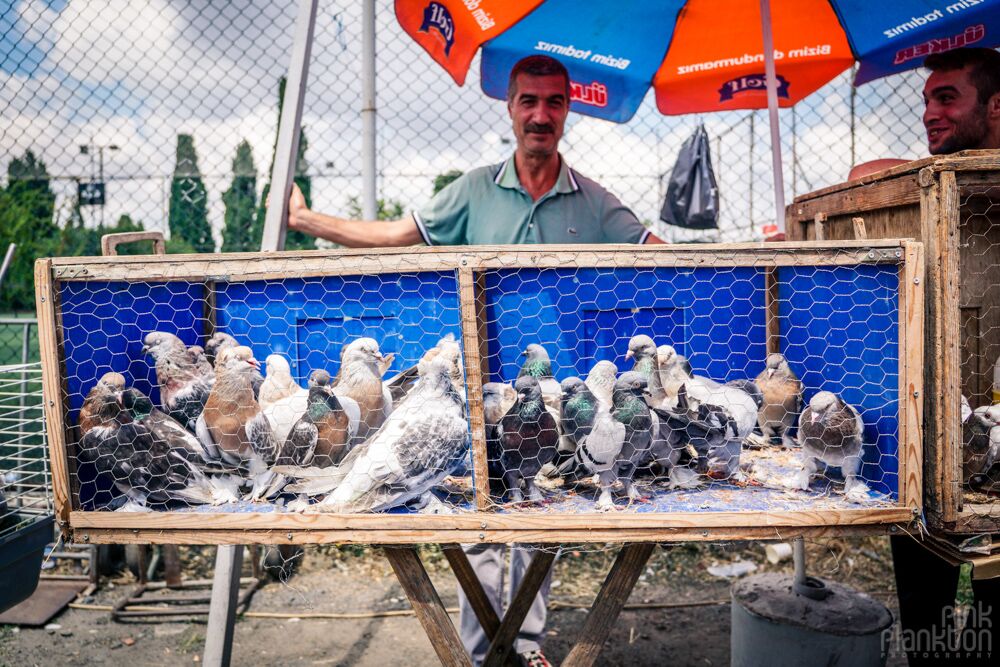 Istanbul's Birds - The Other Tour