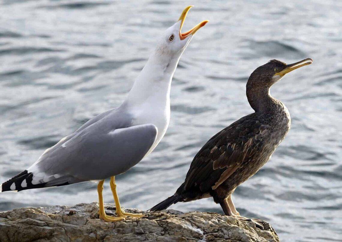 Istanbul's Birds - The Other Tour